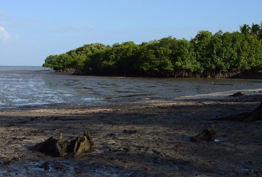 Proponen alianza para proteger los manglares de Bahía de Panamá y Parita | Día a Día